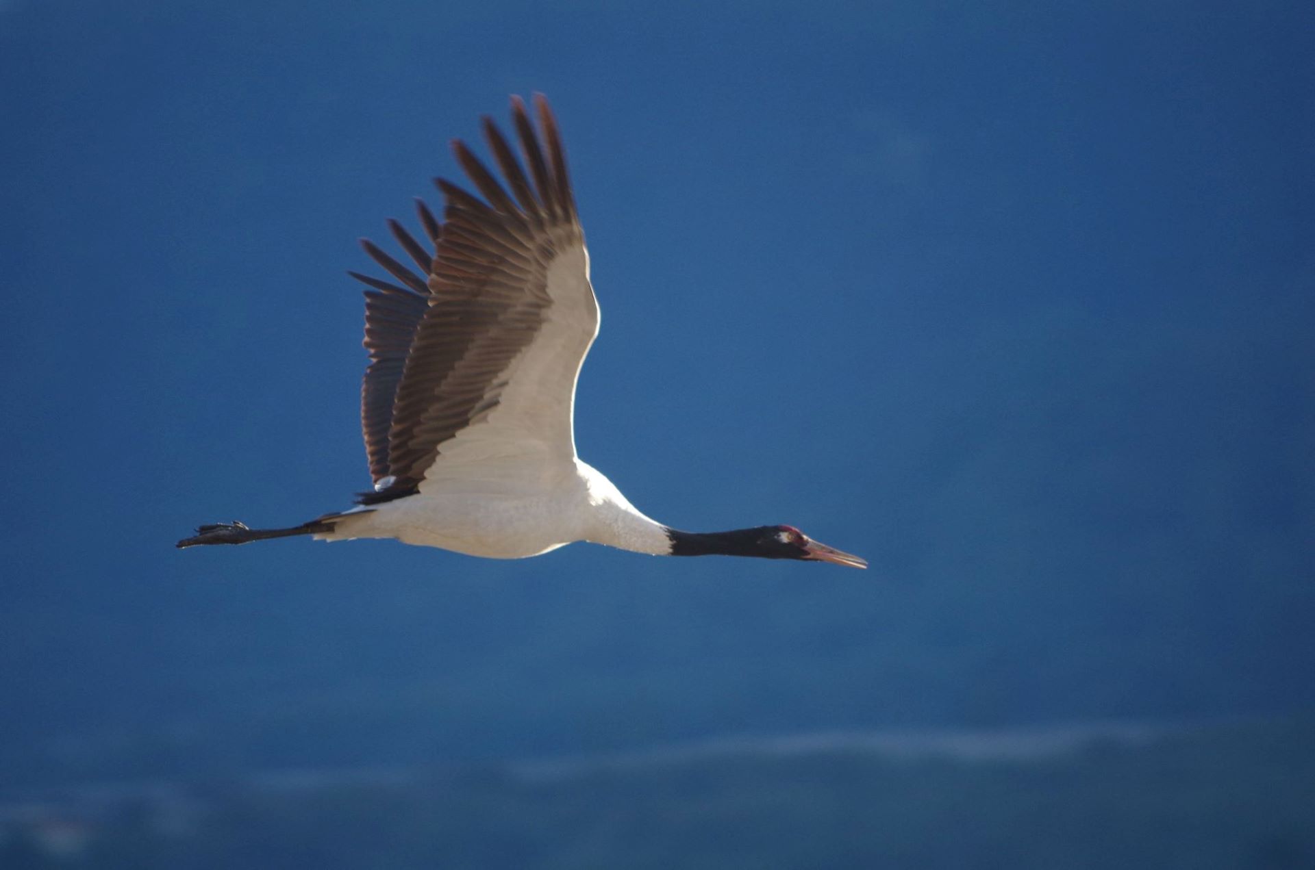 Black-necked Crane